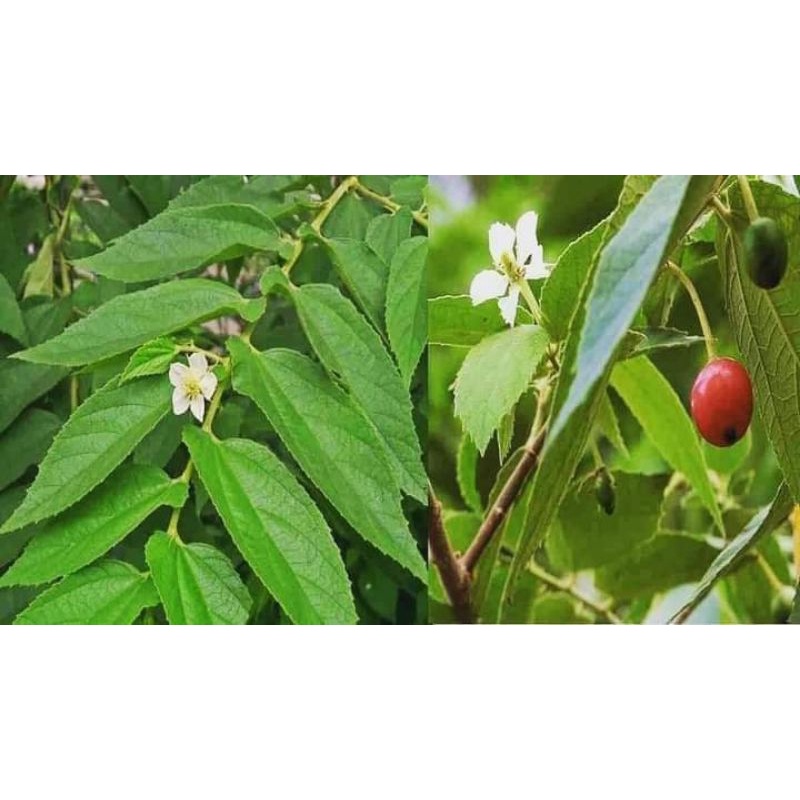 DAUN POKOK CERI KAMPUNG SEGAR 30PCS | Shopee Malaysia