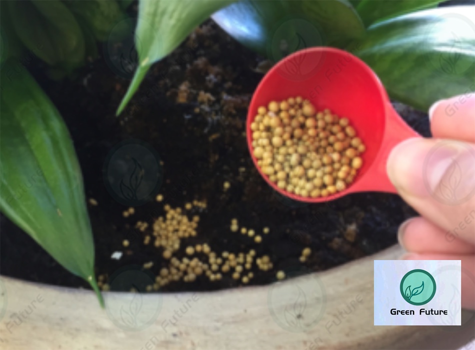 SUCCULENT SLOW RELEASE FERTILIZER OSMOCOTE NPK 14-14-14 GRANULAR ...