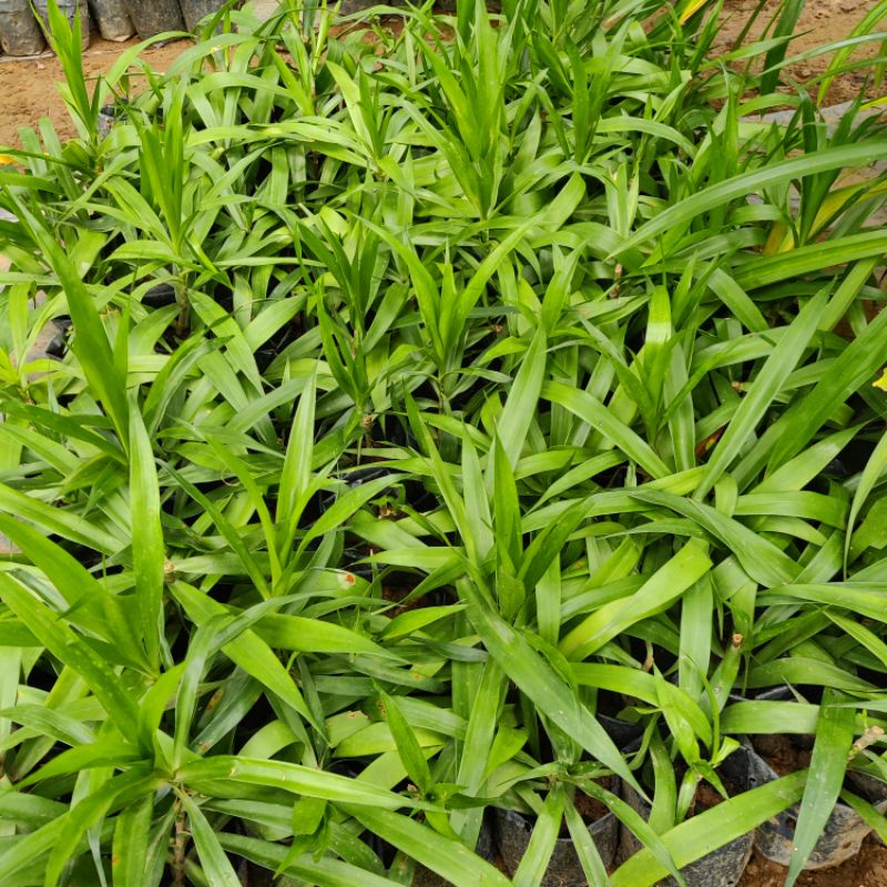 ANAK POKOK PANDAN SERANI | Shopee Malaysia