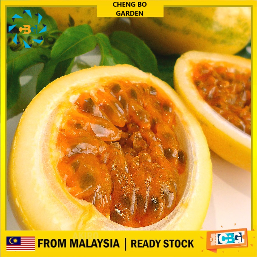 Anak Pokok Markisa Lilikoi Melewar Water Lemon Passion Live Plant ...