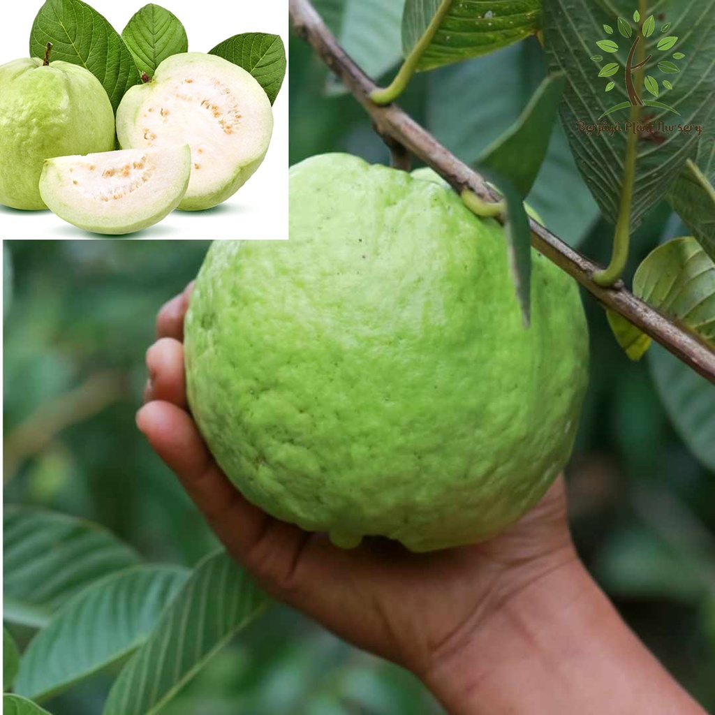 Berjaya Plant Nursery - Pokok Jambu Batu Lohan Hybrid/Guava(Pokok Buah ...