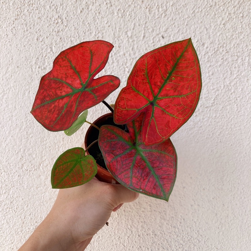Keladi festivia/ Caladium Red Sun/ Pokok keladi/ Keladi merah/ Keladi ...