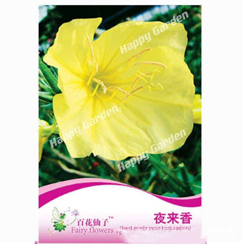 Yellow Telosma Cordata Flower Seeds Bunga Tongkeng Biji Benih Bunga ...