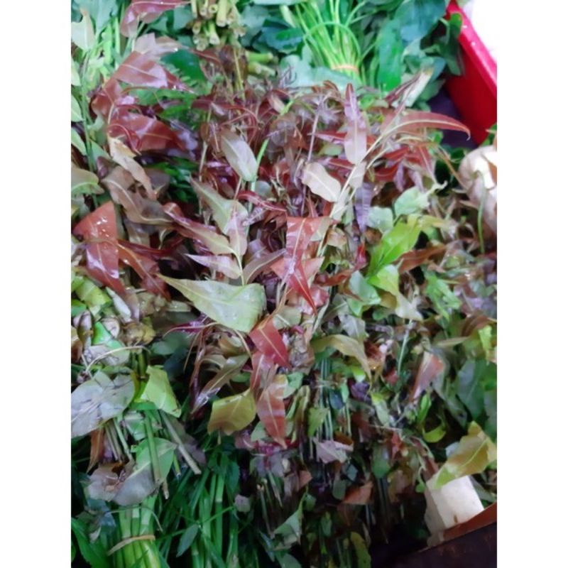 Pucuk paku merah/midin seikat | Shopee Malaysia