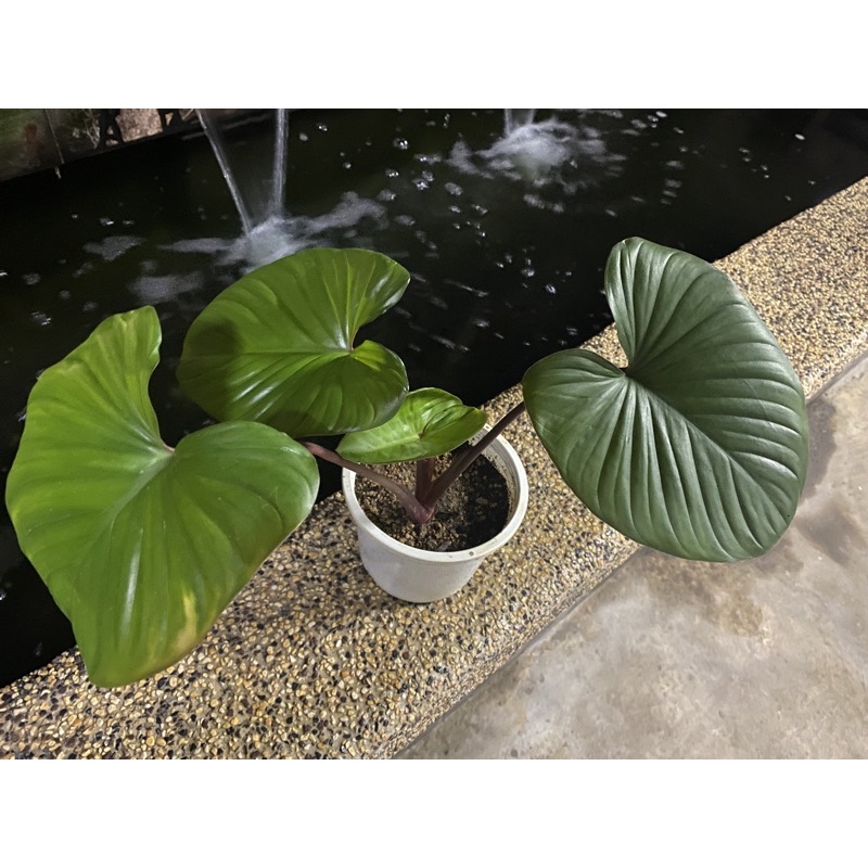 keladi kemoyang/batang merah | pokok hidup | ready stock | Shopee Malaysia