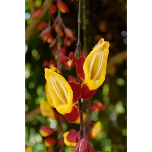 Anak Pokok Bunga Lady Shoe Vine / Lady’s Slipper Vine Plant ...