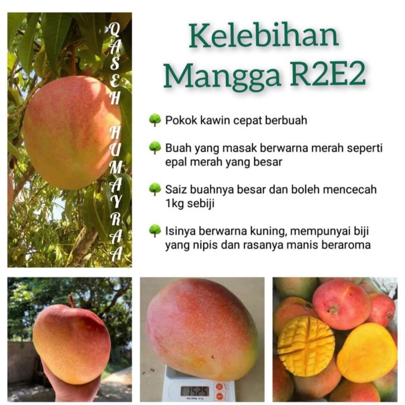 Mangga R2E2 dan Kelebihannya | Shopee Malaysia