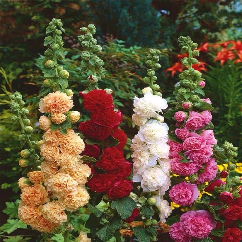 Biji Benih Bunga hollyhock/ Flower seeds hollyhock Petal Layer蜀葵花种子 ...