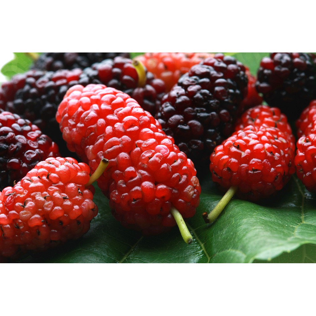 Hybrid Keratan Giant Mulberi (10pcs) | Shopee Malaysia
