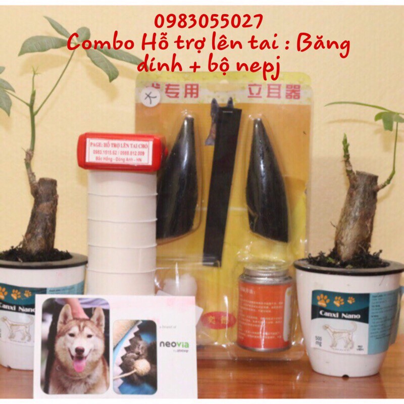 Ear Brace Support On Dog Ears (1 Set Of Brace + Headband) | Shopee Malaysia