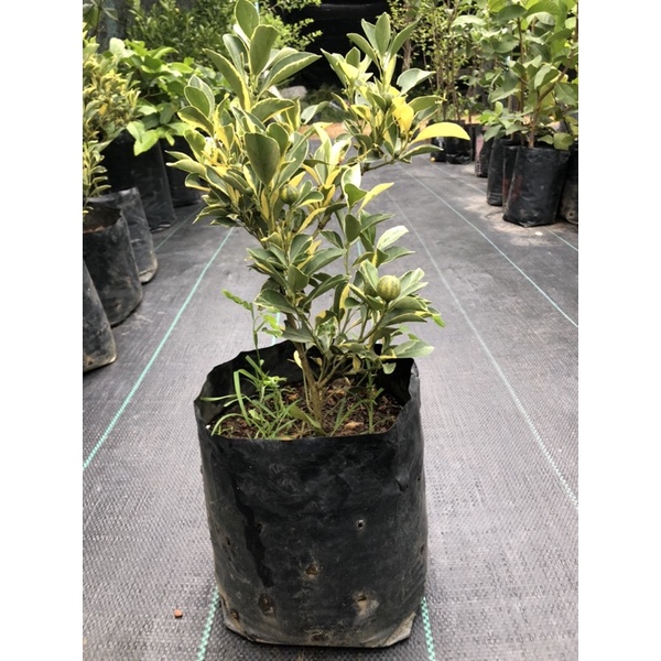 (Hot Sales) Gardening Hybird Anak Pokok Limau Kasturi Batik Polibag ...