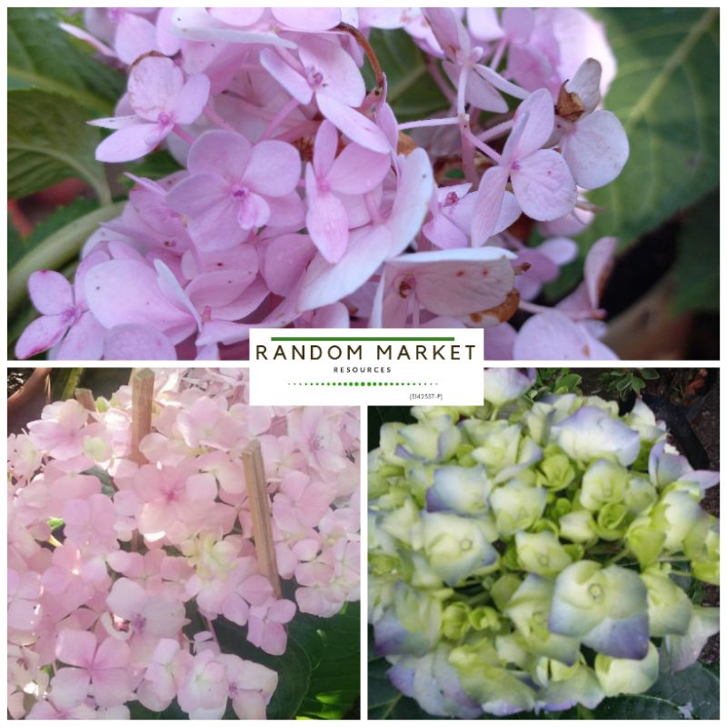 Anak Pokok Hydrangea/ Siti Zubaidah/ Bunga 3 Bulan 绣球花 [Live Plant ...