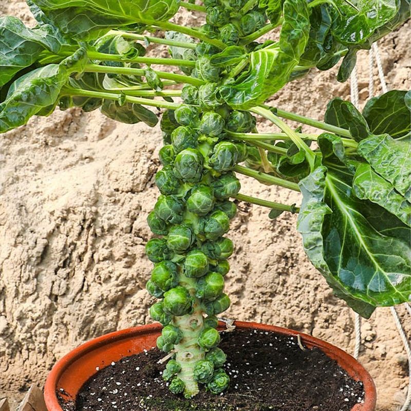 Benih Kubis Baby Brussel Sprouts Long Island15pcs/Baby Cabbage/孢子甘蓝种子 ...