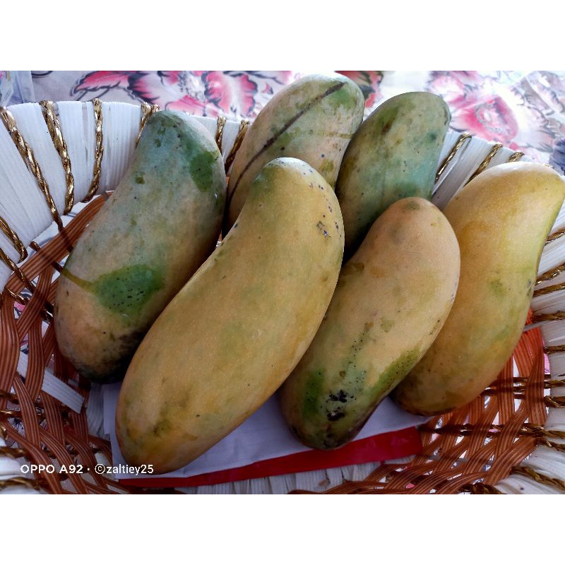 buah mangga siku raja segar dan manis | Shopee Malaysia
