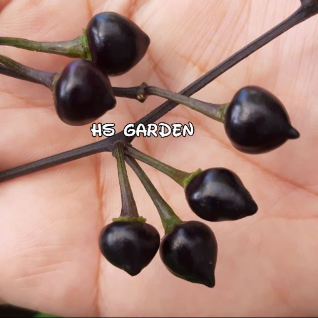 BICO ROXA PEPPER 15 BIJI • RARE • FRESH • EDIBLE | Shopee Malaysia