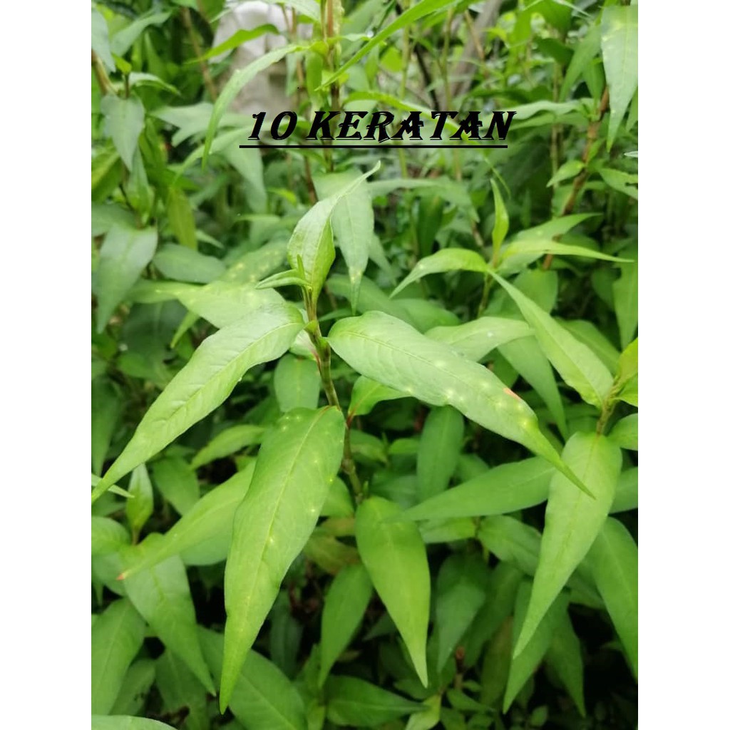 10 KERATAN / BENIH POKOK DAUN KESUM / CUTTING / KERATAN BATANG / 10 ...