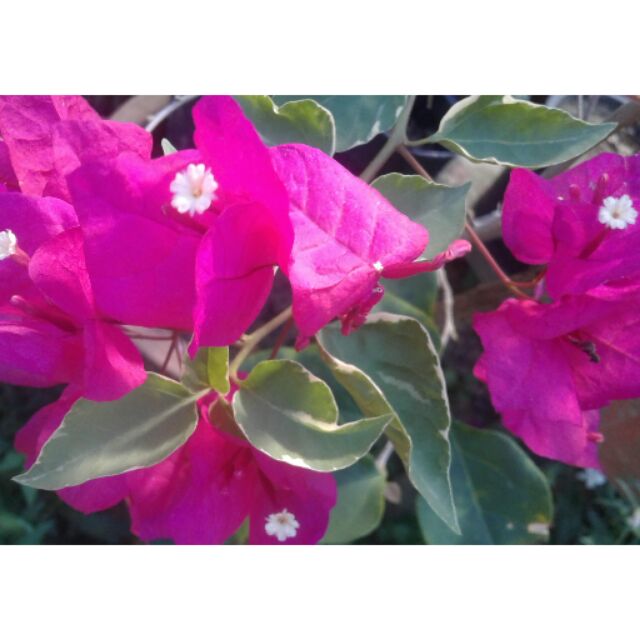 Bunga kertas maharani keratan/bougainvillea cutting | Shopee Malaysia