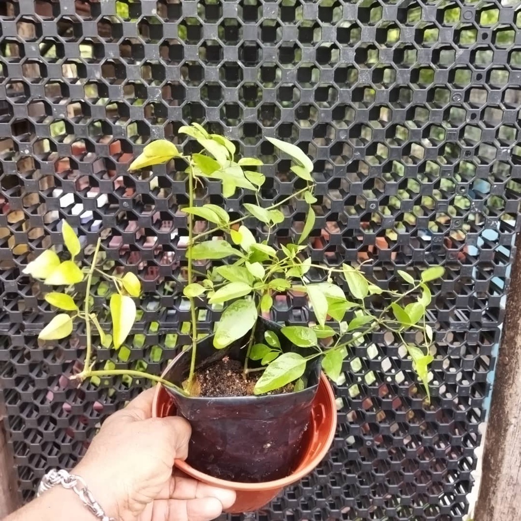 LIVE PLANT : MULLAI (முள்ளை) JASMINUM AURICULATUM • INDIAN JASMINE ...