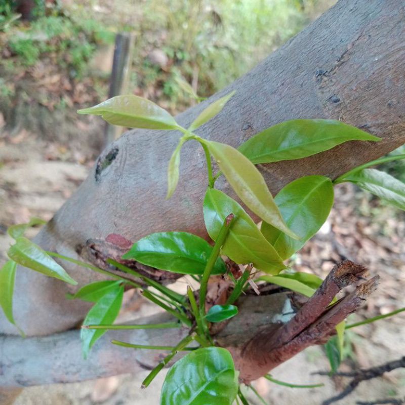 Pucuk Daun Serai Kayu untuk nasi kerabu atau ulam | Shopee Malaysia