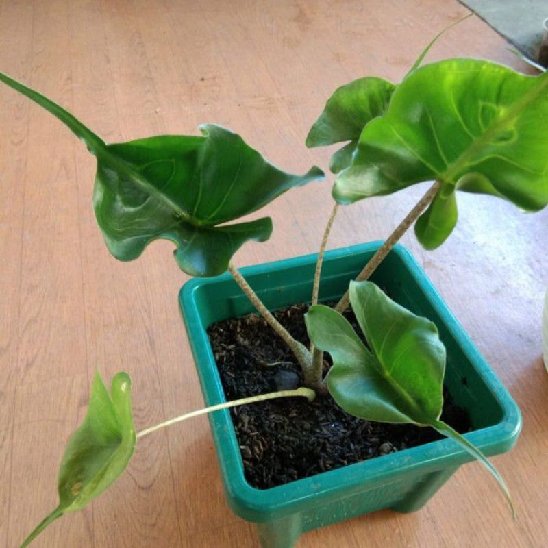 💥BIJI BENIH KELADI EKOR PARI💥 | Shopee Malaysia