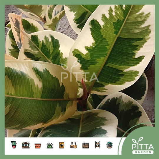 Ficus Elastica Var Plant 橡皮树(LVA313) | Shopee Malaysia