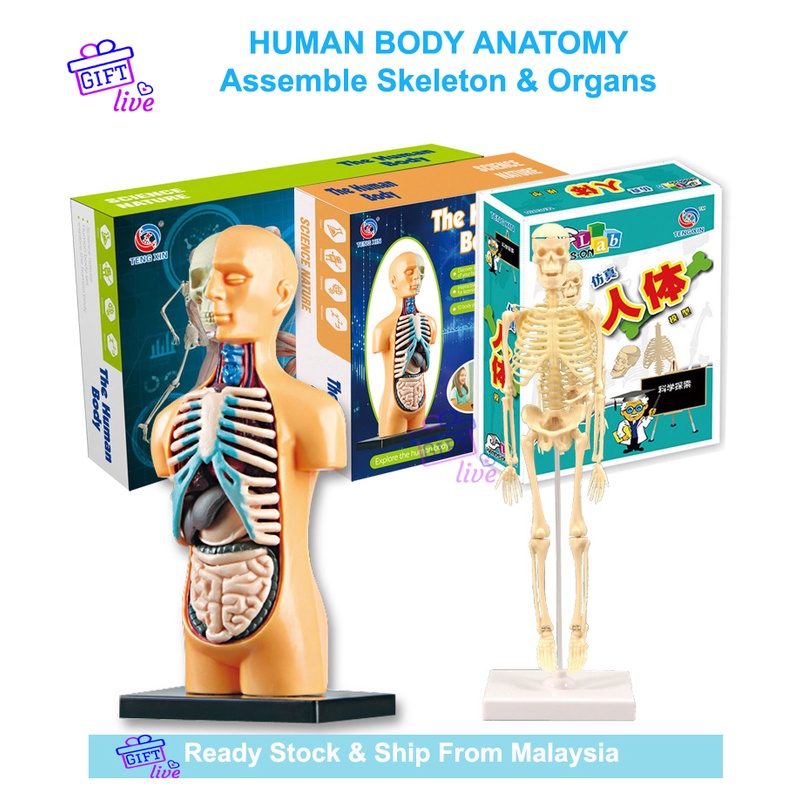 Human Body Anatomy Skeleton & Organ DIY Assembly STEM STEAM Science ...