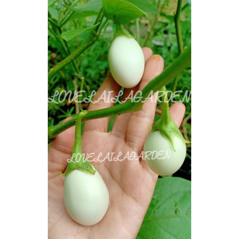 TERUNG ULAM PUTIH TELUR •100 BIJI BENIH • SEED• | Shopee Malaysia
