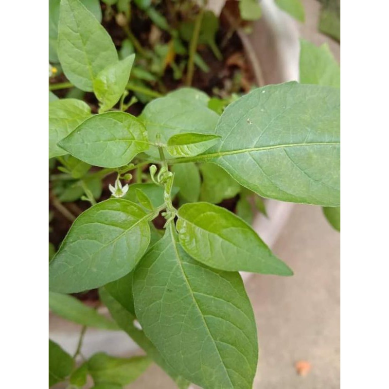 Biji Benih Sayur Meranti | Shopee Malaysia