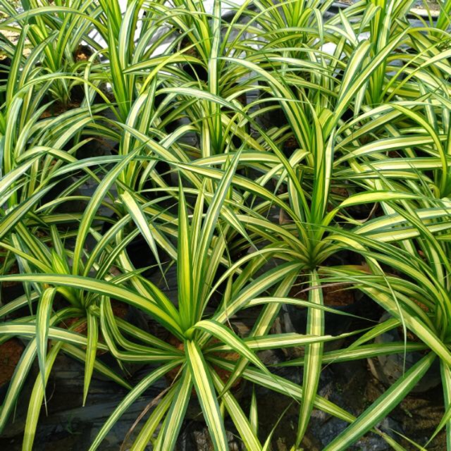 Tk plants, real live plants ,pokok hidup , pandanus New York dwarf ...