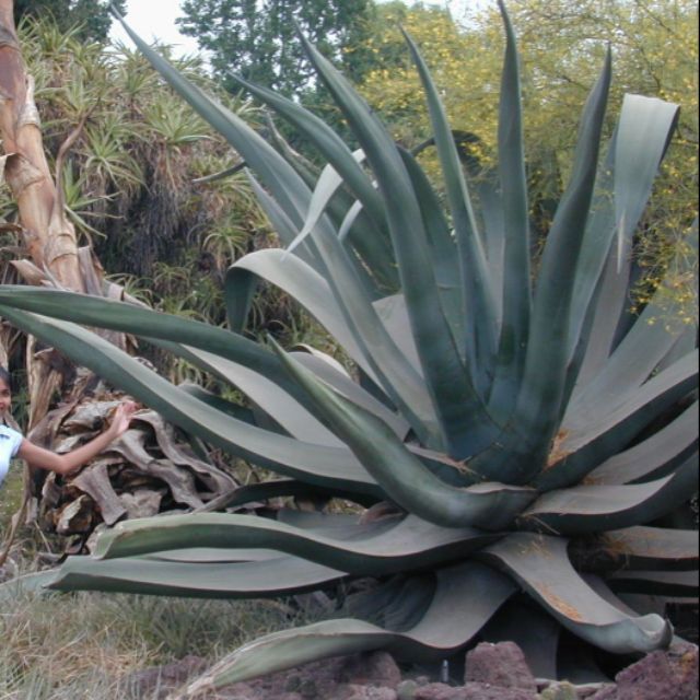 [Cactus Monster] ️giant Agave | Shopee Malaysia