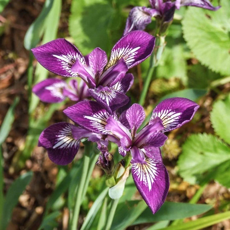 Blue Flag Iris Root rhizome (Iris versicolor) Poison Lily Liver Snake ...