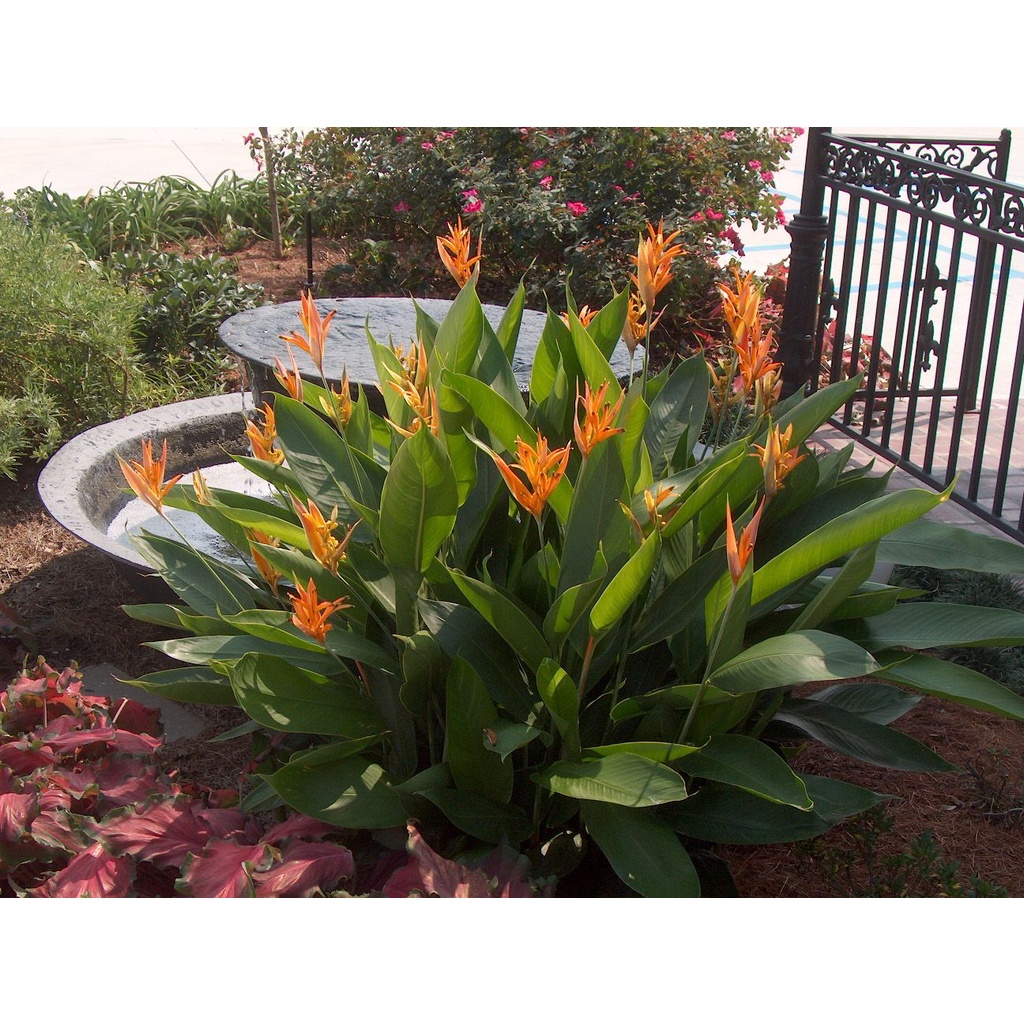[READY STOCK]🌷🌷POKOK HIDUP ANAK POKOK SEPIT UDANG(Heliconia) | Shopee ...