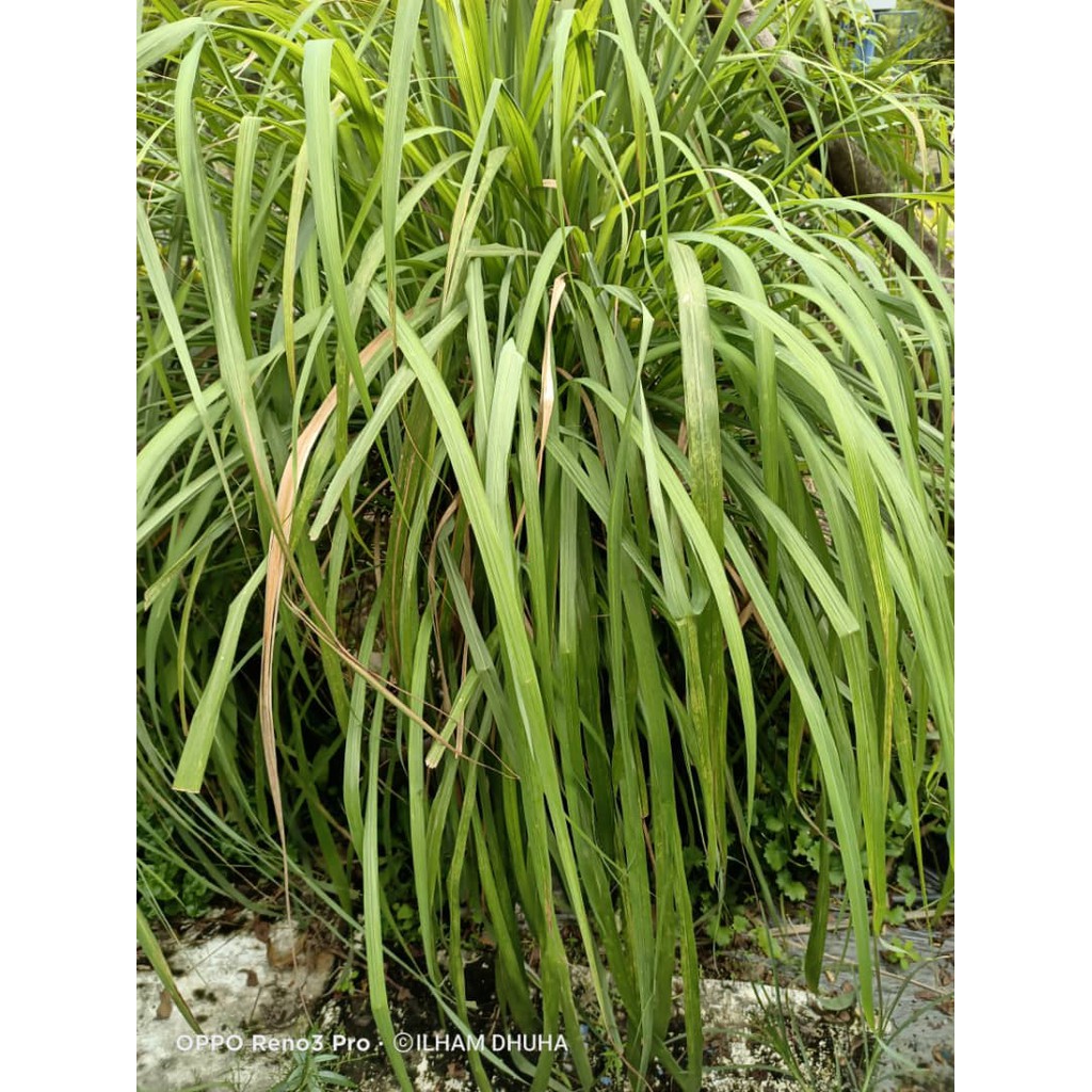 11 POKOK / POKOK SERAI WANGI BATANG MERAH / SERAI WANGI ASLI / POKOK ...