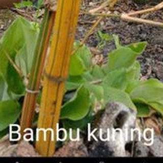 bambu - Prices and Promotions - Jan 2024 | Shopee Malaysia