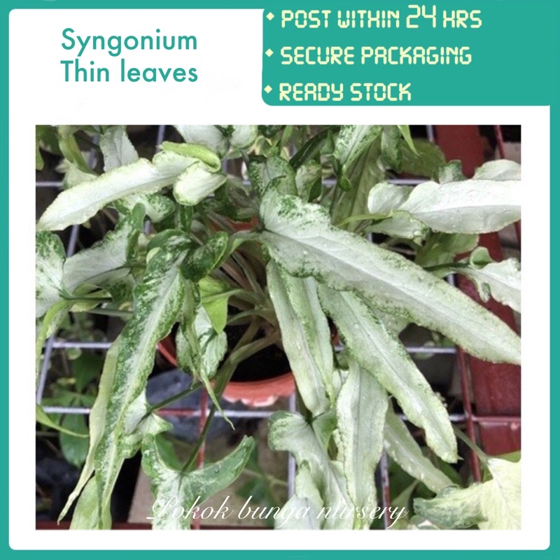 PBN - syngonium daun sempit - pokok bunga nursery indoor real live ...