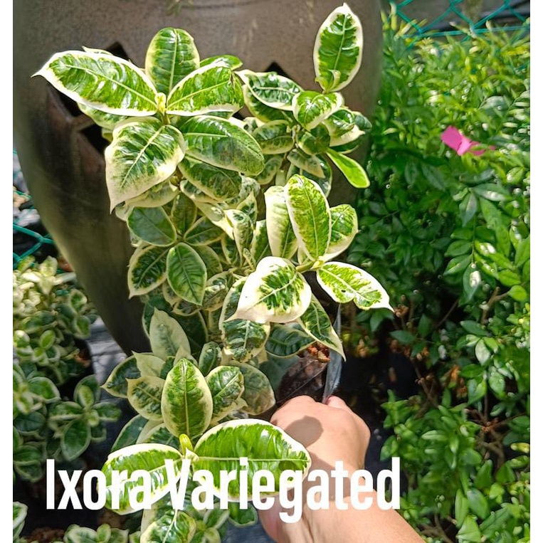 House Plant - Ixora Variegated | Shopee Malaysia