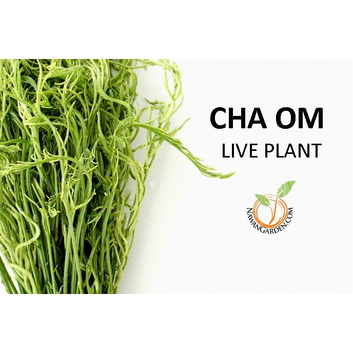 [Traditional Ulam] Pokok Ulam Organik CHA OM ต้นชะอม/Live Plant Herb # ...