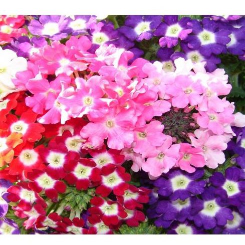 Fragrant Verbena flower mix seeds (Verbena Hybrida Florist Mix ...