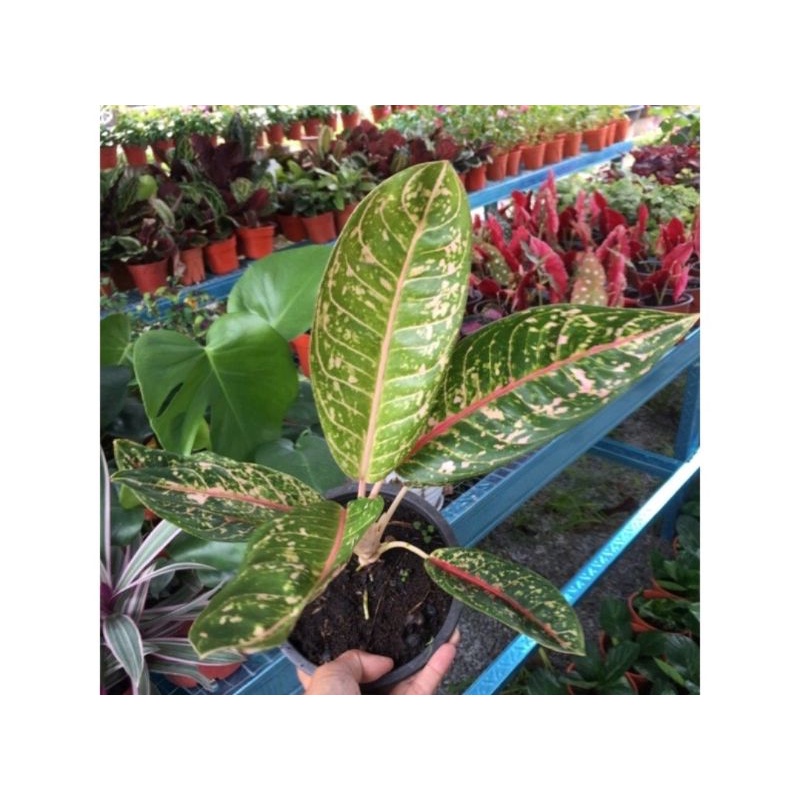 Real Live Pokok Plant Aglaonema Greenish Pink Red Chinese Evergreen ...