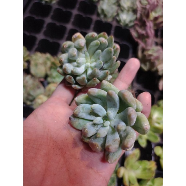 所罗门/天使手指 xPachyveria 'Angel's Finger' - succulent plants 多肉植物 | Shopee ...