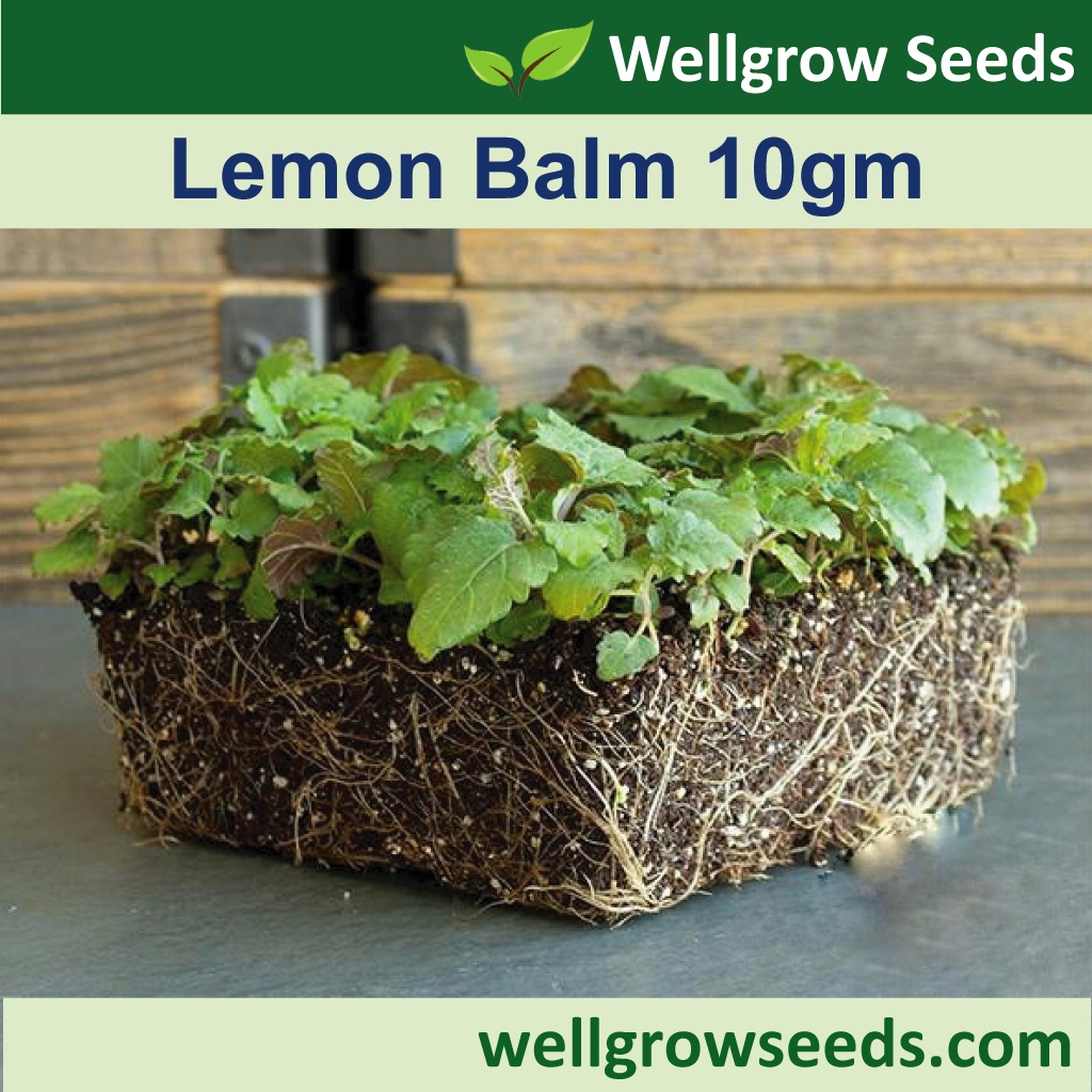 Lemon Balm 蜜蜂花 (10gm, approximately 20,000seeds)Balsem Lemon Microgreen ...