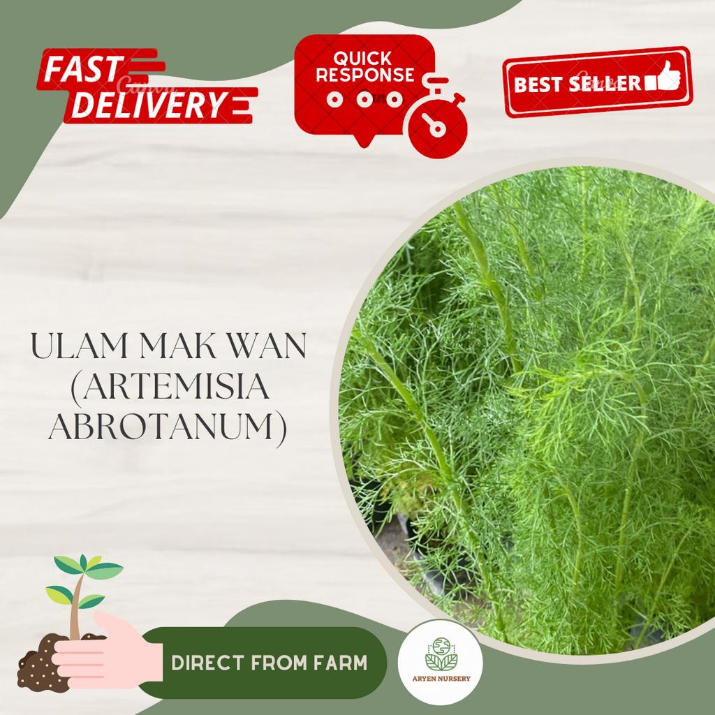 Aryen Nursery || Pokok Ulam Mak Wan / Artemisia Abrotanum | Shopee Malaysia