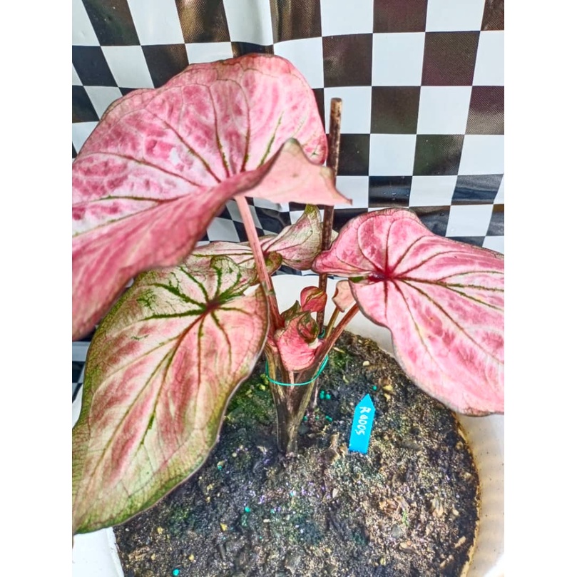 Keladi caladium no id Pink daun double leaf | Shopee Malaysia