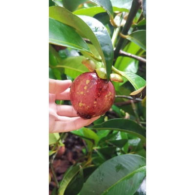 PRE-ORDER‼️LIMITED STOCK - FRESH Japanese Mangosteen ｜Buah Mesta Fresh ...