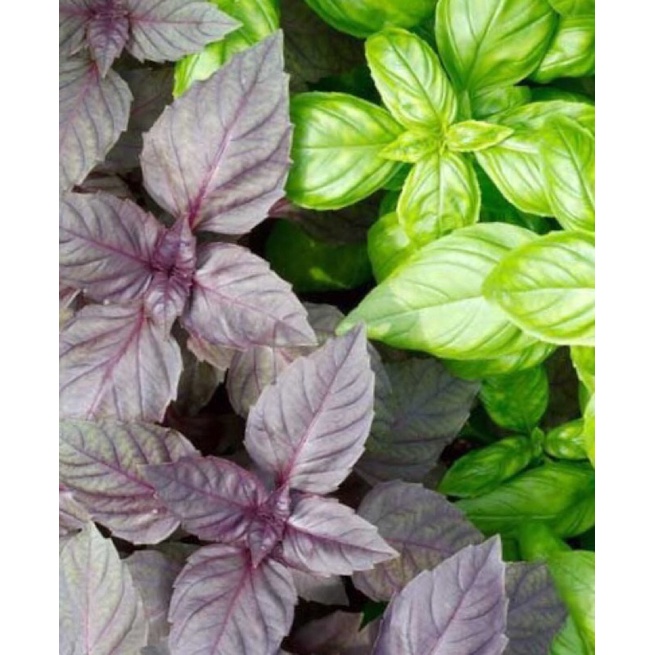 ANAK POKOK “Basil Ungu” • PURPLE BASIL • Daun Selasih Ungu • Salad ...