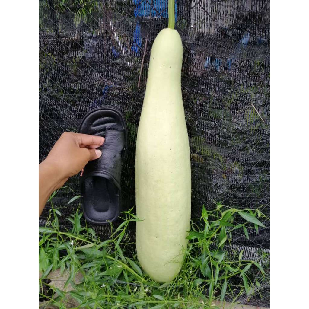 BENIH LABU AIR / BIJI BENIH LABU AIR / JENIS HYBRID / LABU AIR | Shopee ...