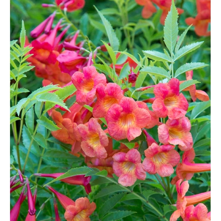 Pokok Bunga Tecoma Bells of Fire / Bunga Tecoma Oren Merah | Shopee ...