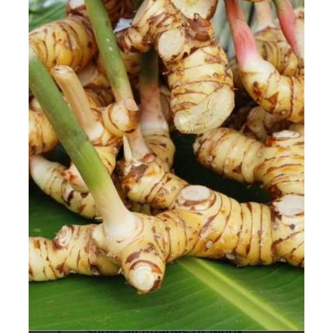 lengkuas/galangal fresh 100g | Shopee Malaysia