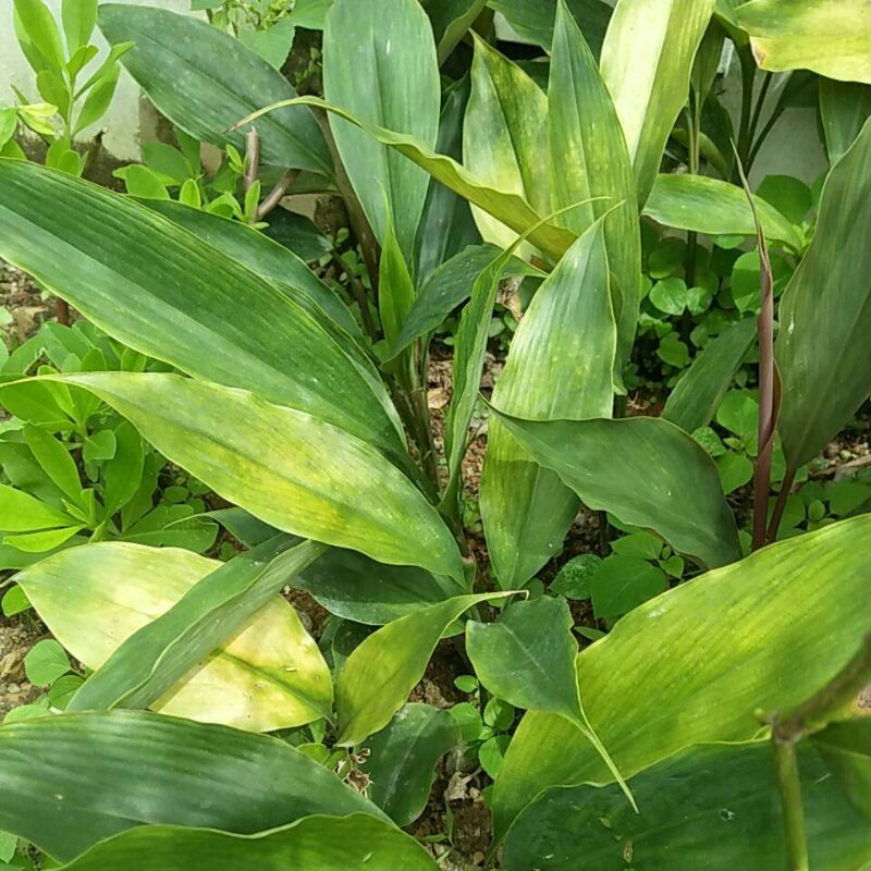Pokok Serai Acheh/Tepus wangi/ Wan dok tong / Puar kampung herba ...