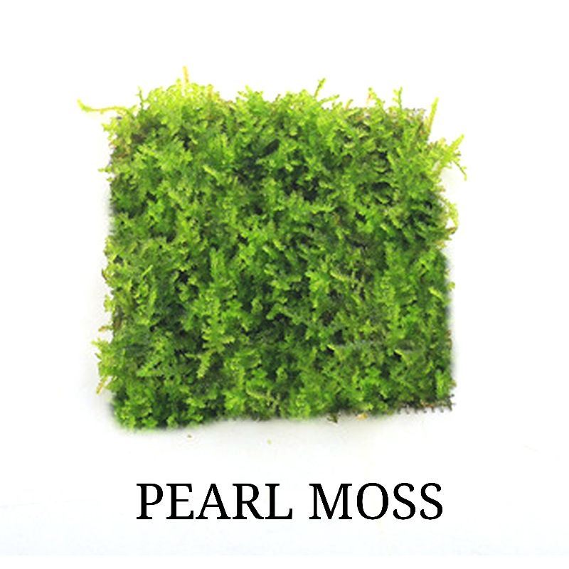 Pearl moss, aquascape moss | Shopee Malaysia